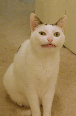 Try not to smile while looking at these adorably hilarious smiling cats ...