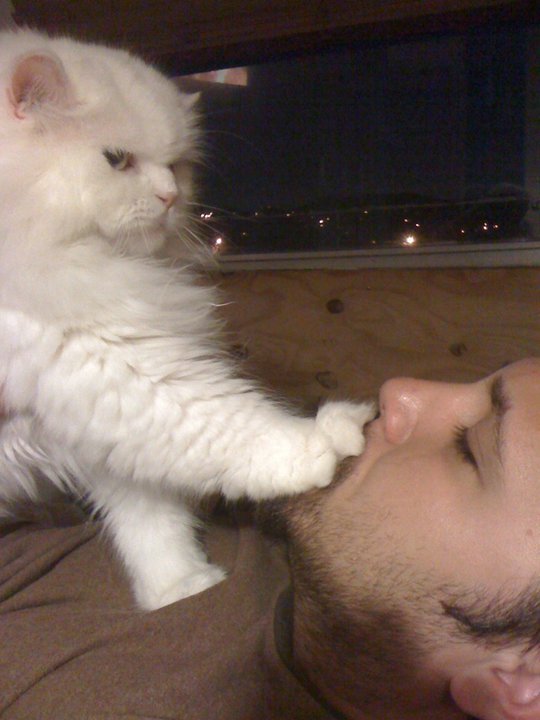 20 cats who love to shush people (and a few doggies)