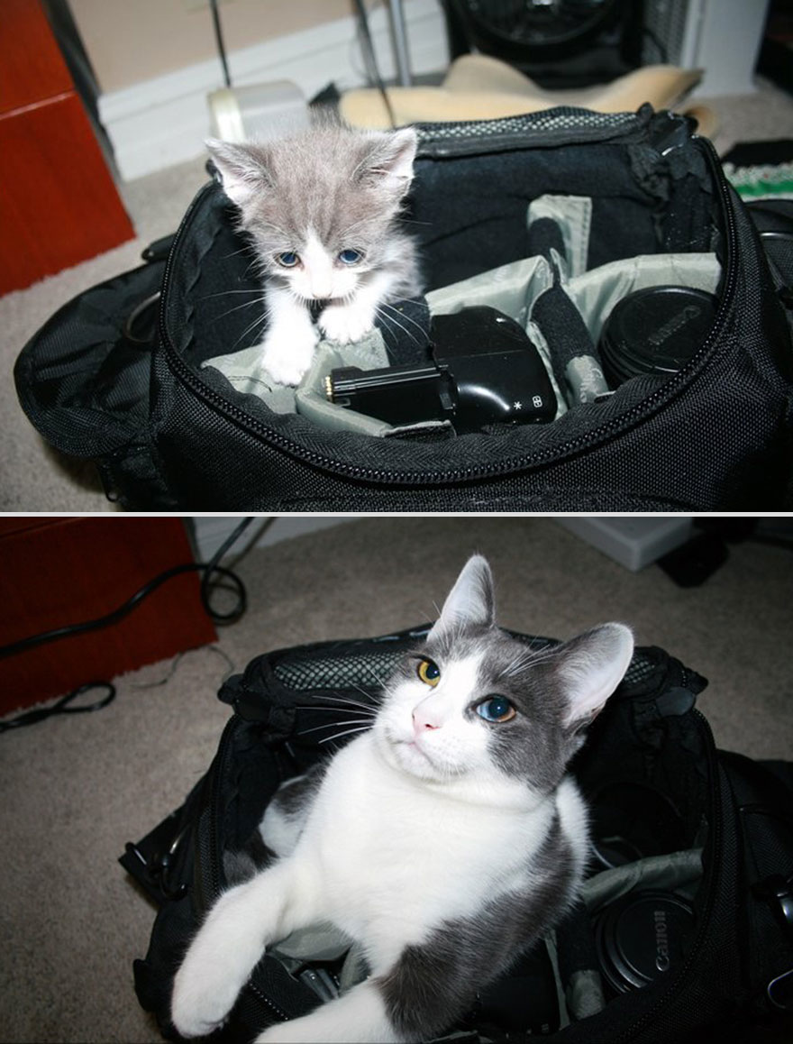 20 before and after photos of cats growing up