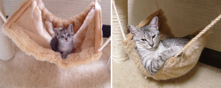 20 before and after photos of cats growing up