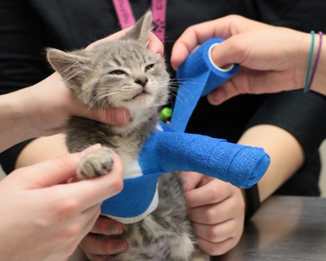 This brave kitten and hiz tiny cast will melt your heart
