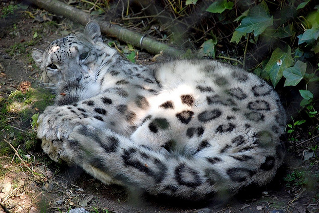 Snow leopards noming on their own tails iz the exact amount of cuteness ...