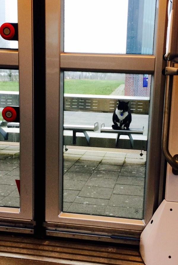 This cat waits for the tram every single day for the past 10 years ...