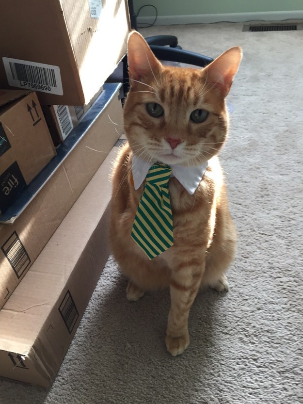17 cats on their first day of work