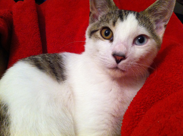 21 beautiful cats with multicolored eyes