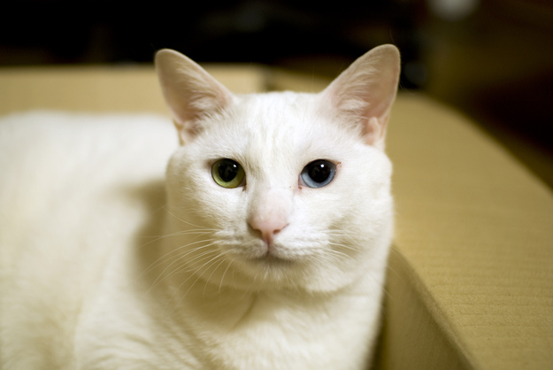 21 beautiful cats with multicolored eyes