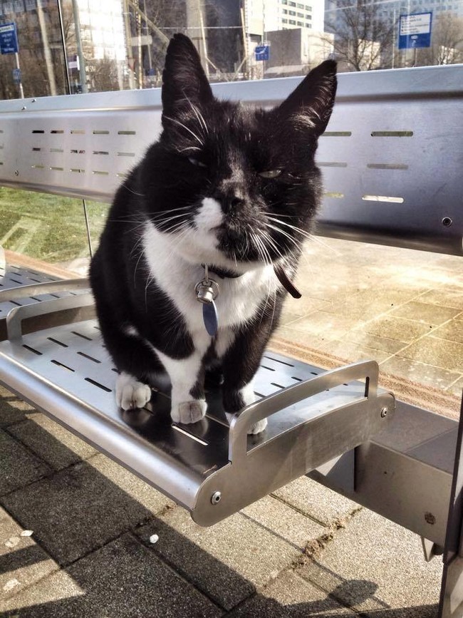 This cat waits for the tram every single day for the past 10 years ...