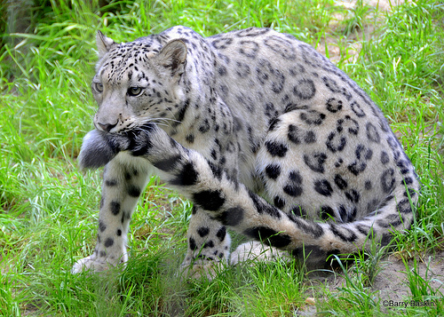 Snow leopards noming on their own tails iz the exact amount of cuteness ...