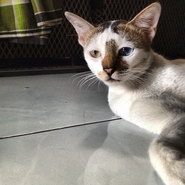 21 beautiful cats with multicolored eyes