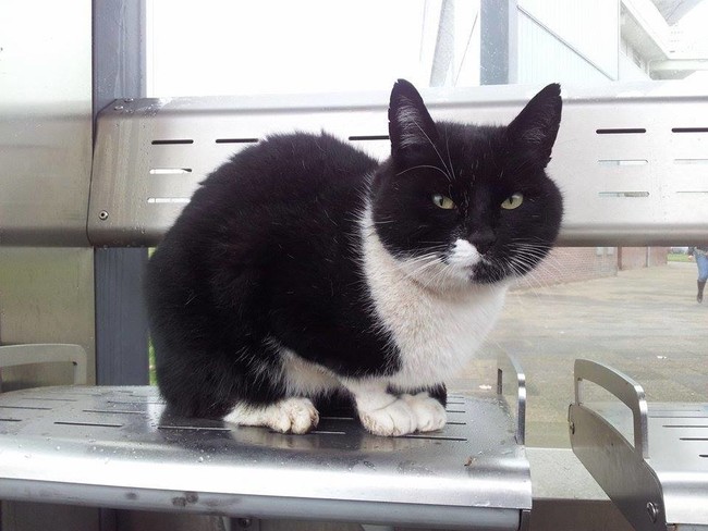 This cat waits for the tram every single day for the past 10 years ...