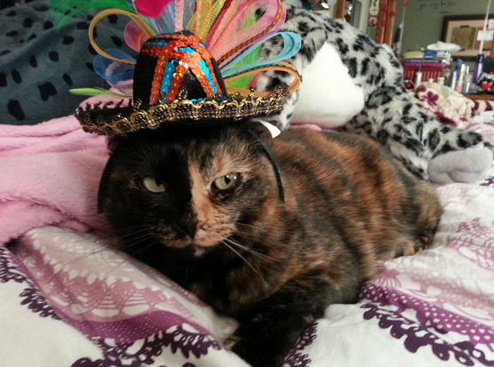 11 sombrero wearing cats ready for cinco de mayo!