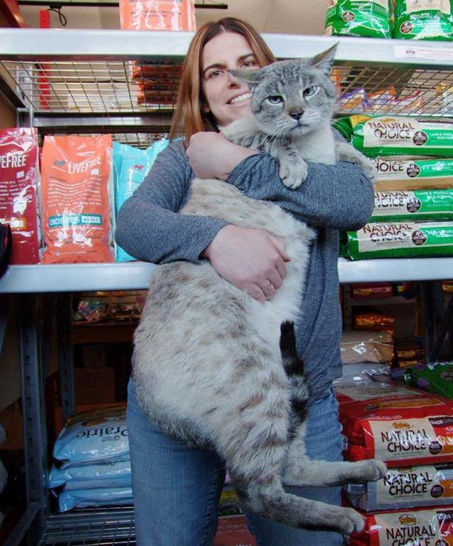 19 of the most monstrously large pet cats ever