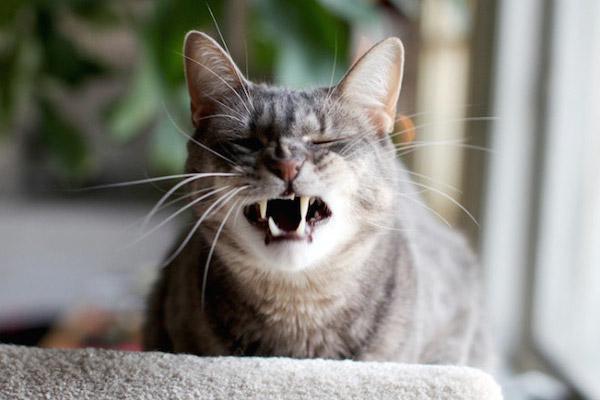 28 cats caught sneezing will seriously make your day