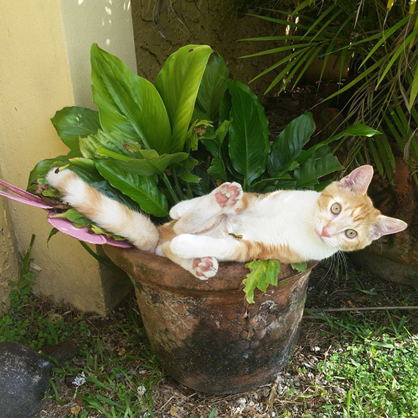 23 cats ready to bloom this season