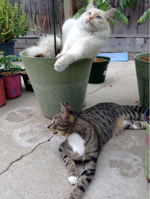 23 cats ready to bloom this season
