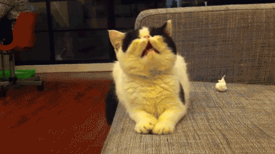 28 cats caught sneezing will seriously make your day