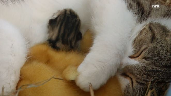 This cat adopted some adorable ducklings into her family (Gallery)