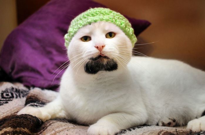Meet Gary the hipster cat, who rocks a very trendy beard (Gallery)