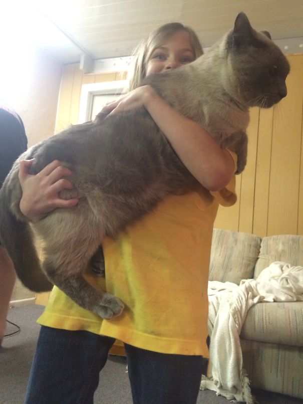 19 of the most monstrously large pet cats ever
