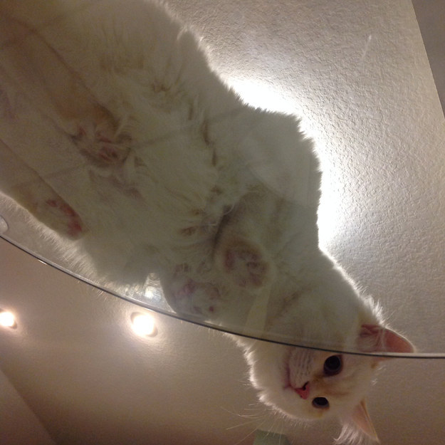 22 glorious photos of cats on glass tables