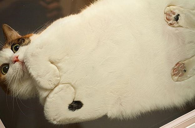 22 Glorious Photos Of Cats On Glass Tables