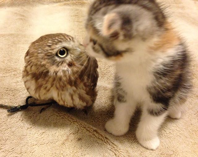This kitten and baby owl's friendship might be the cutest thing ever ...