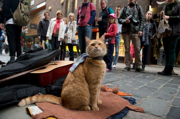 How a feral cat helped a homeless junkie turn hiz life around