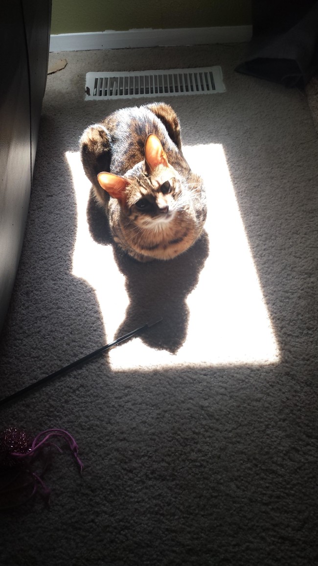 30 adorable photos of cats who turned into loaves of bread. I present ...