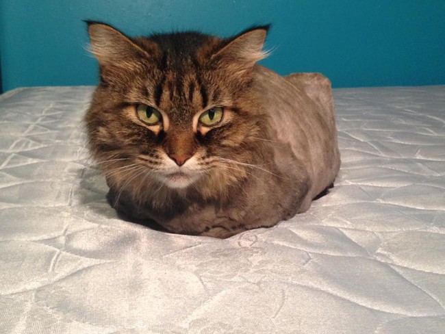 30 adorable photos of cats who turned into loaves of bread. I present ...