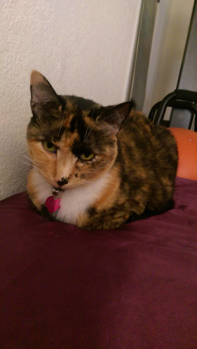 30 adorable photos of cats who turned into loaves of bread. I present ...