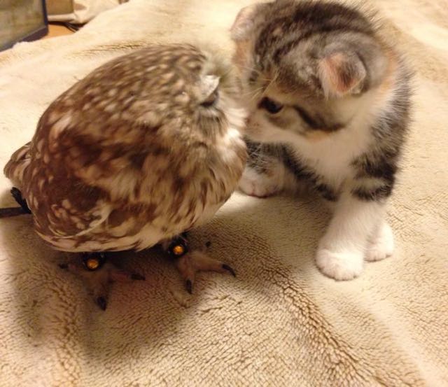 This kitten and baby owl's friendship might be the cutest thing ever ...