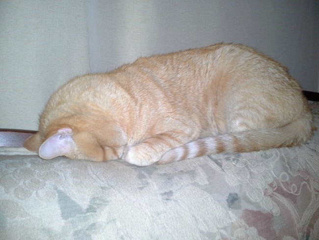 30 adorable photos of cats who turned into loaves of bread. I present ...