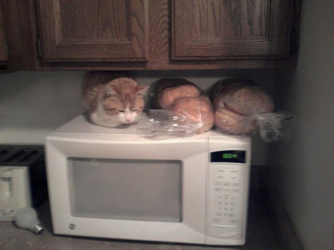 30 adorable photos of cats who turned into loaves of bread. I present ...