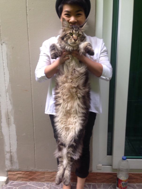 19 of the most monstrously large pet cats ever