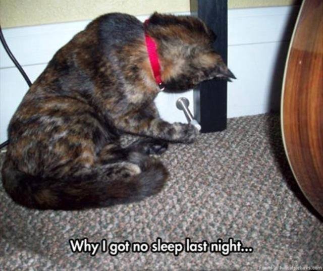 27 cats who just want to watch the world burn