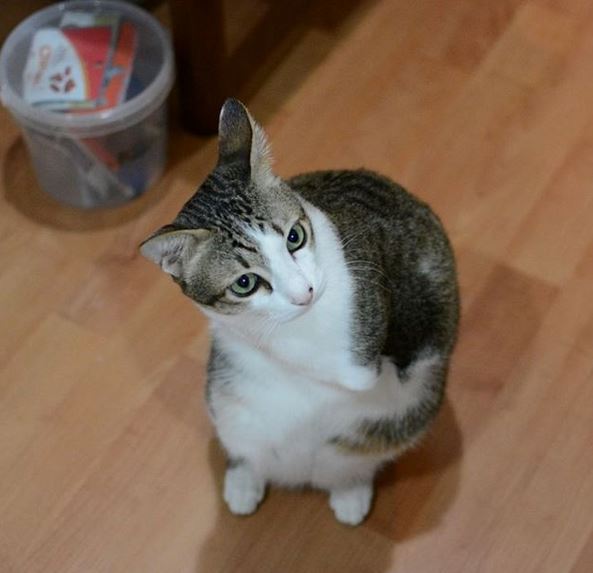 Two disabled cats were taken home, and now they have the sweetest ...