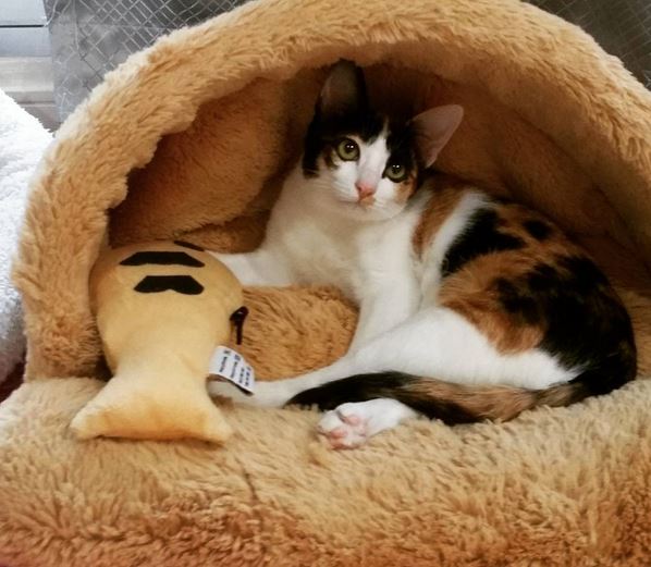 Two disabled cats were taken home, and now they have the sweetest ...