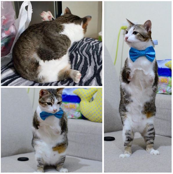 Two disabled cats were taken home, and now they have the sweetest ...