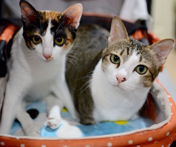 Two disabled cats were taken home, and now they have the sweetest ...
