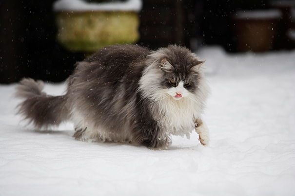 20 Maine Coon cats that are mini lions