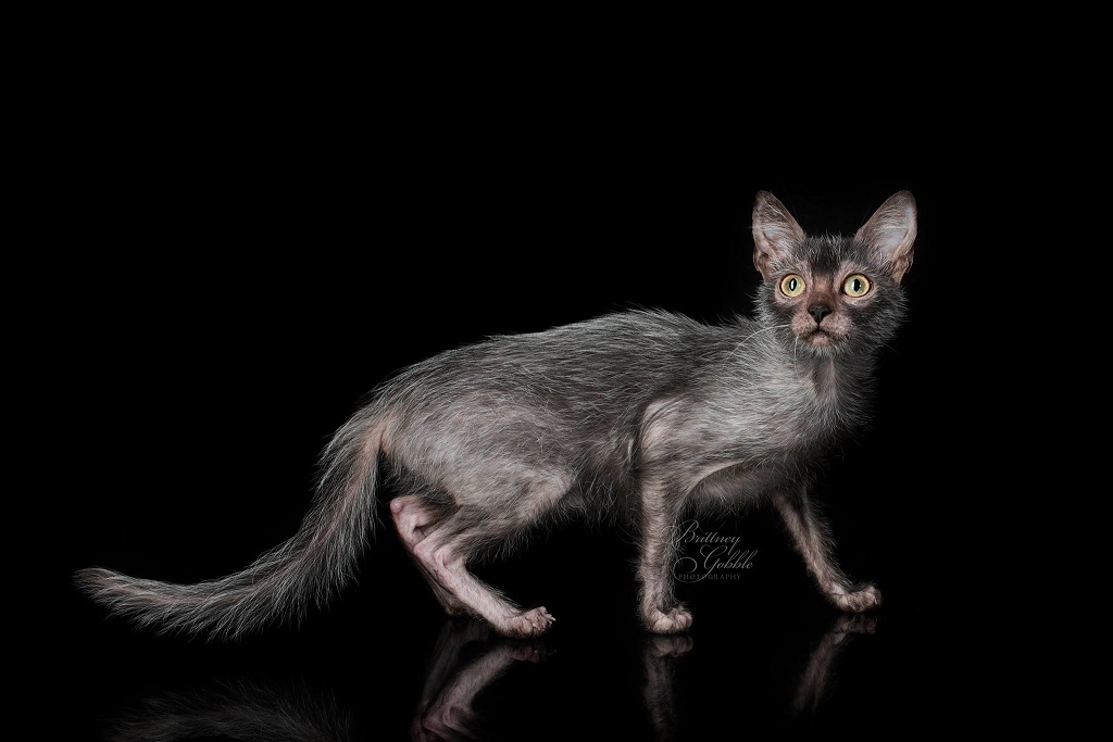 Werewolf kittens are here and you'll totally want one!