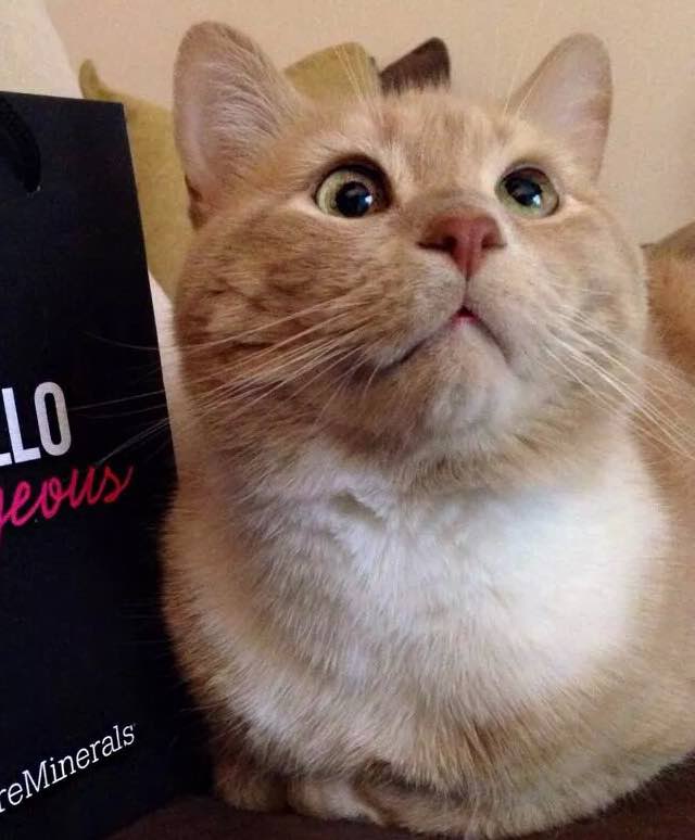 25 googly-eyed cats who are way too cute to handle! (Gallery)