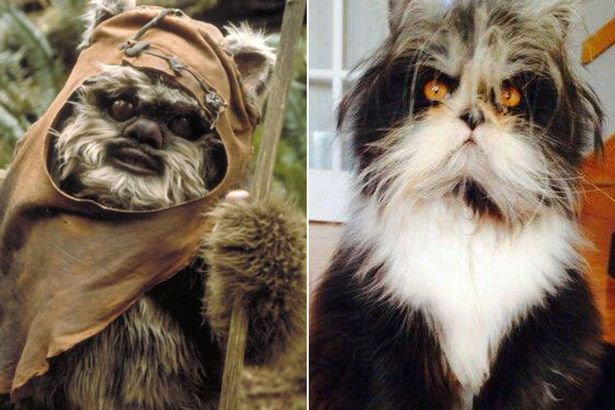 Star War's Kylo Ren kitty look-a-like is finally adopted