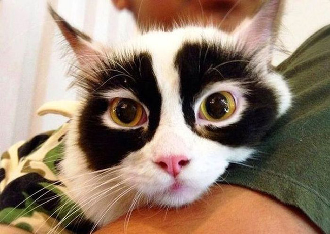 18 cats with the most unique fur patterns