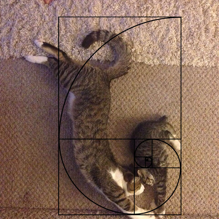 21 cats matching up with the 'Fibonacci Sequence' proves that cats are ...