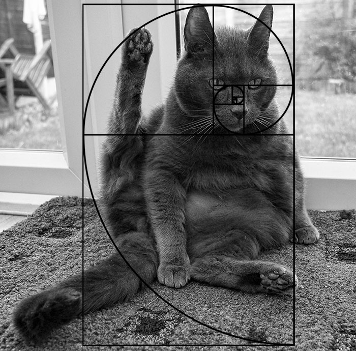 21 cats matching up with the 'Fibonacci Sequence' proves that cats are ...