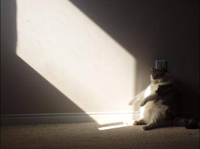 15 solar powered cats recharging in the sunbeam