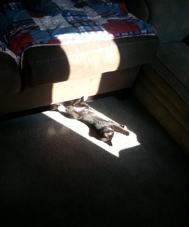 15 solar powered cats recharging in the sunbeam
