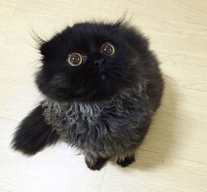 Meet Gimo, an adorable floof with eyes (Gallery)