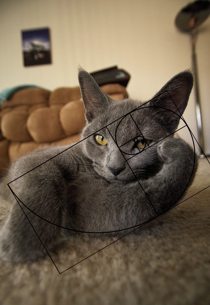 21 cats matching up with the 'Fibonacci Sequence' proves that cats are ...